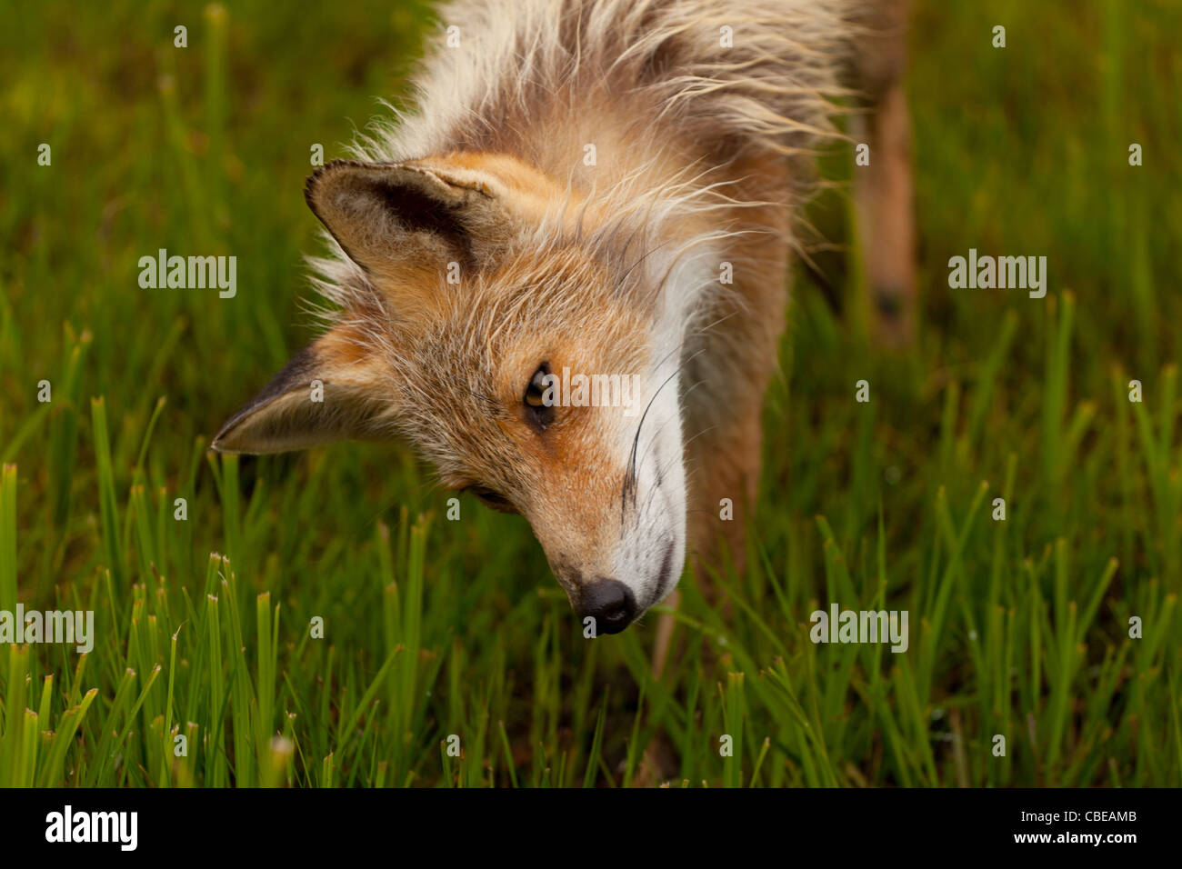 Second photo of a single red fox peering into grass in search of their ...