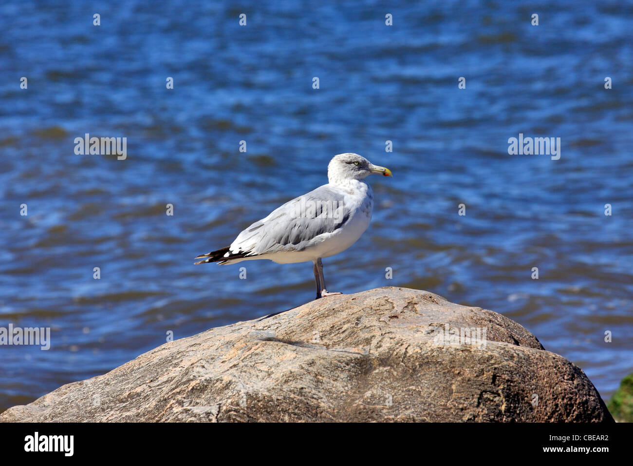 Seagull Long Island NY Stock Photo - Alamy