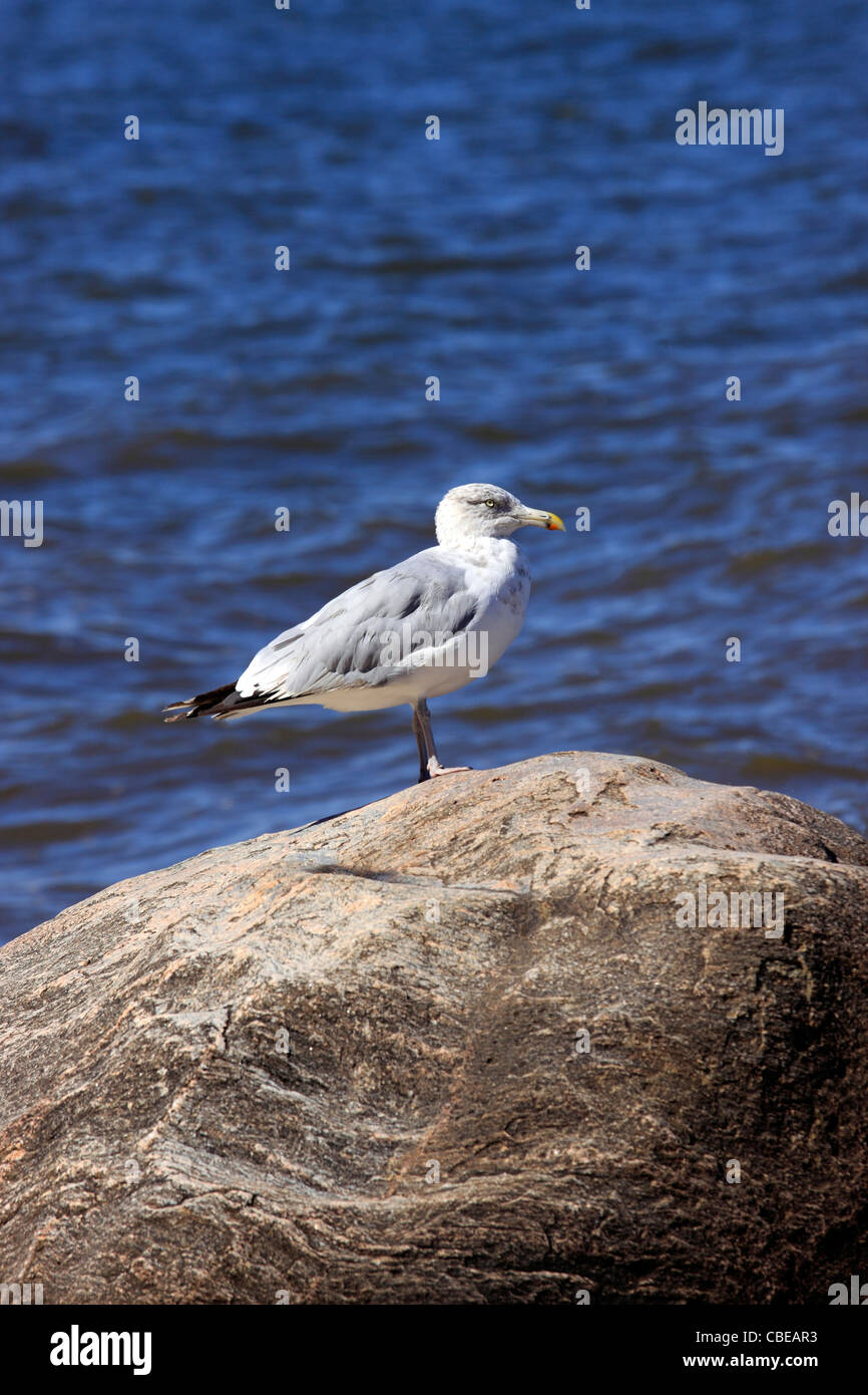 Seagull Long Island NY Stock Photo - Alamy