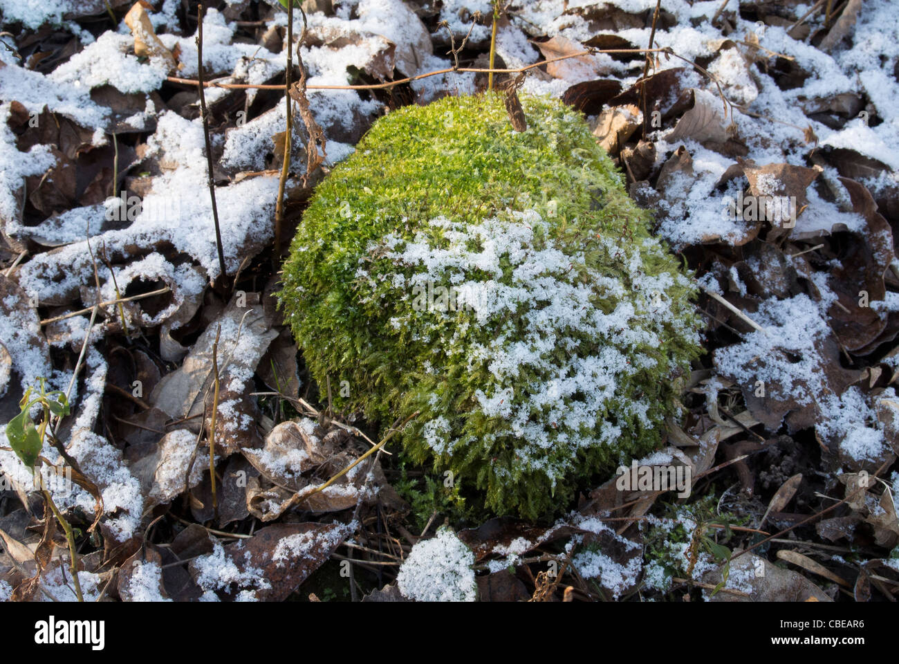 The first snow hi-res stock photography and images - Alamy