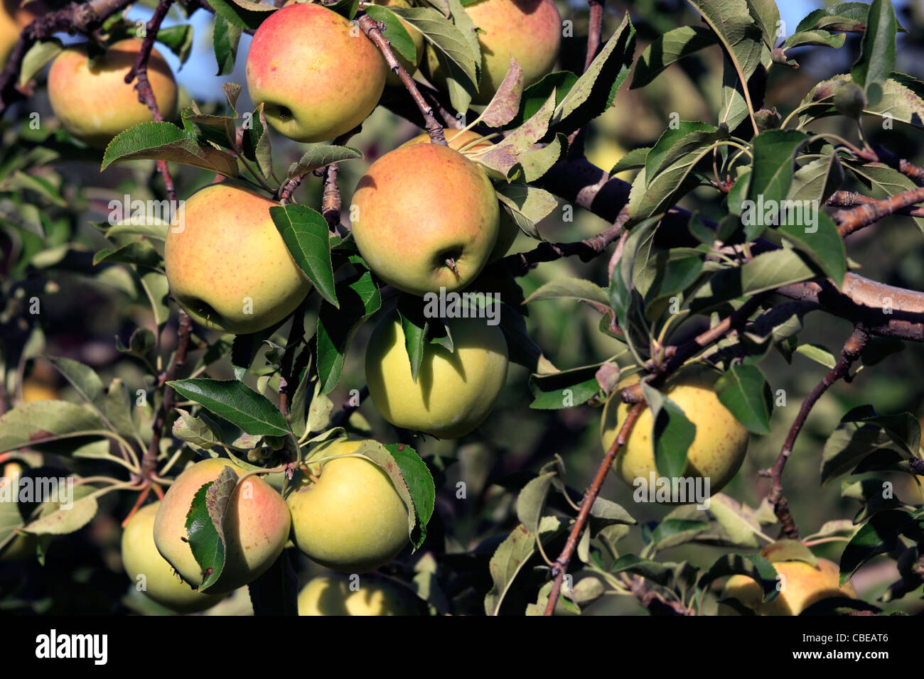 Food and bounty hi-res stock photography and images - Alamy