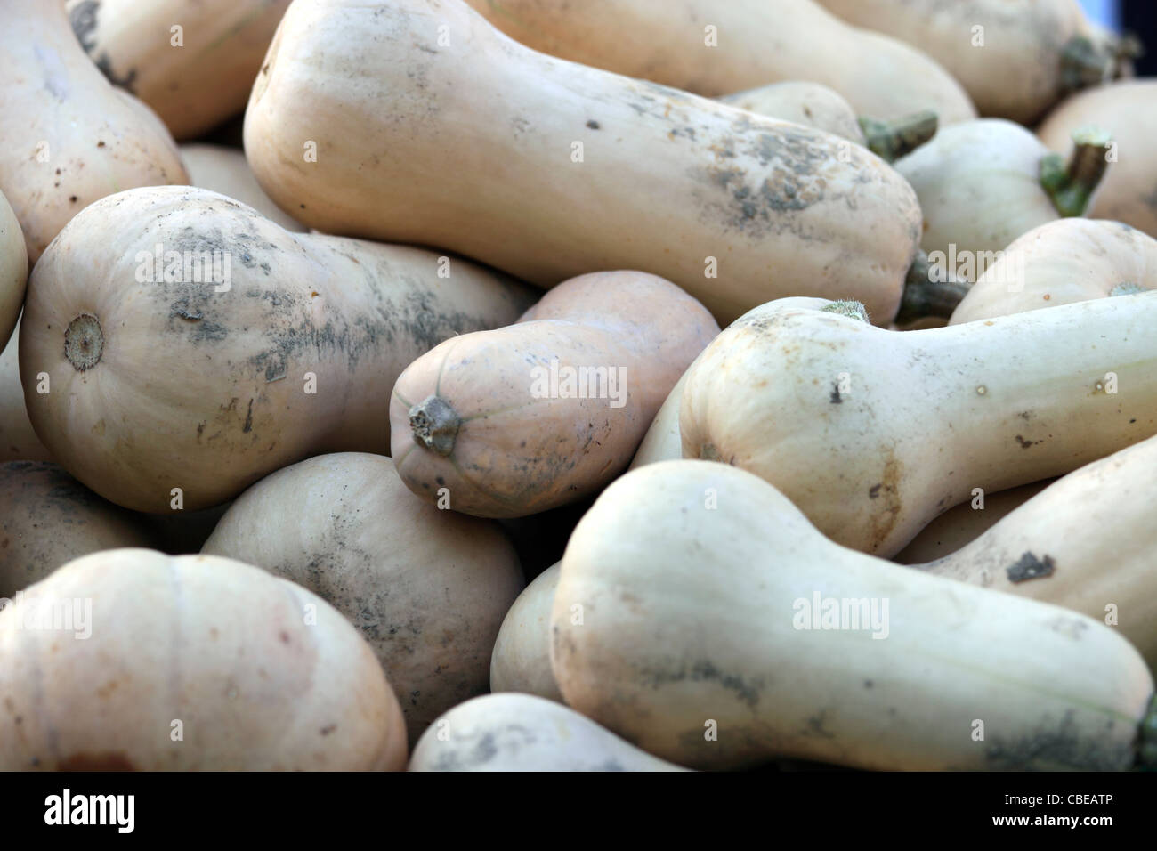 Long gourds hi-res stock photography and images - Alamy