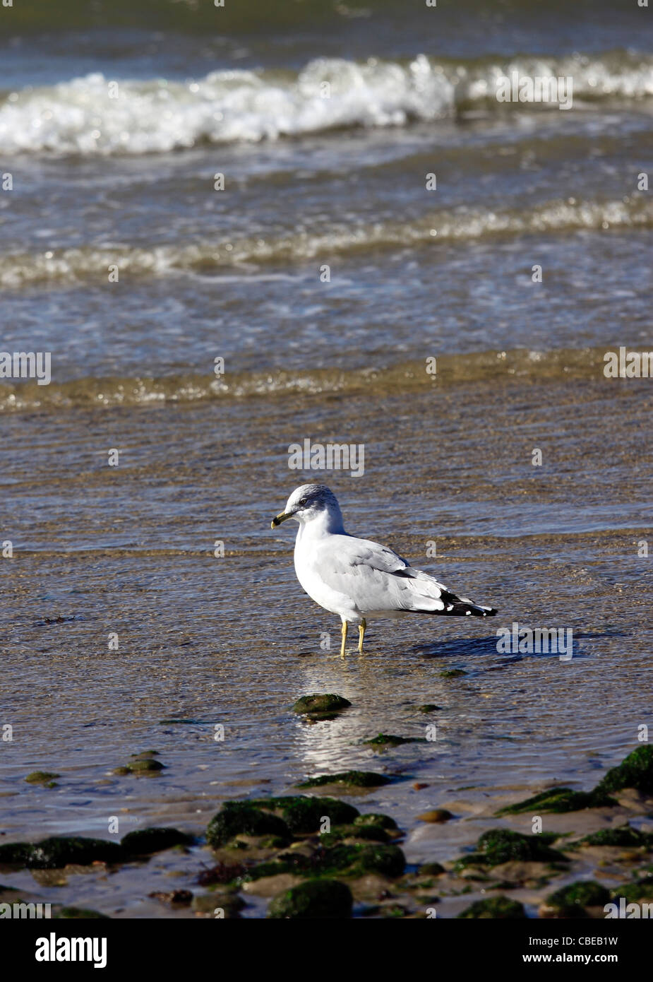 Seagull Long Island NY Stock Photo - Alamy