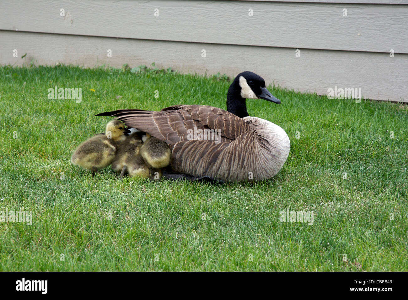 Mother goose hi-res stock photography and images - Alamy