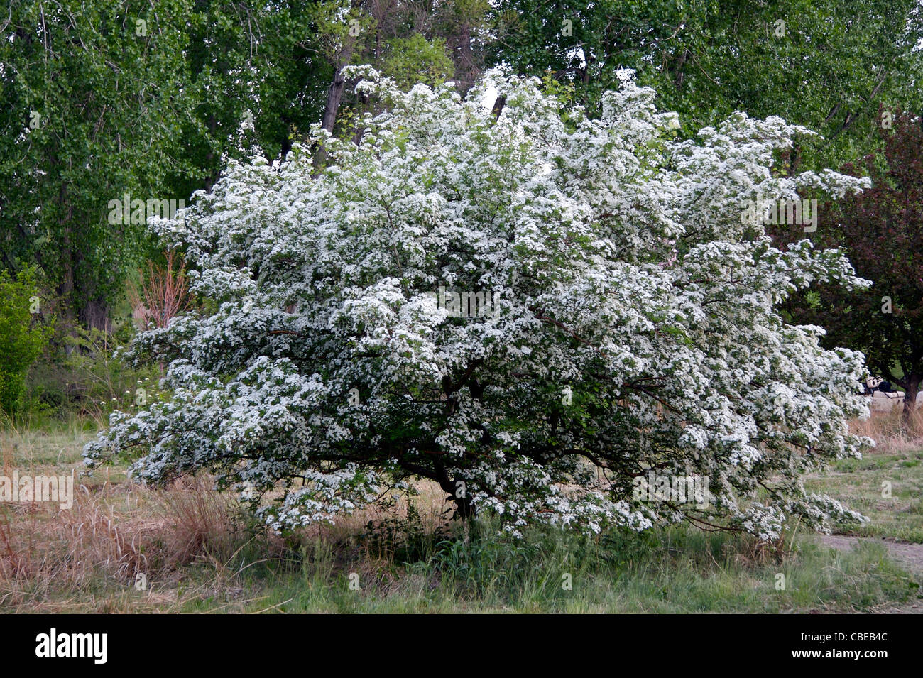 Xeriscape tree hi-res stock photography and images - Alamy
