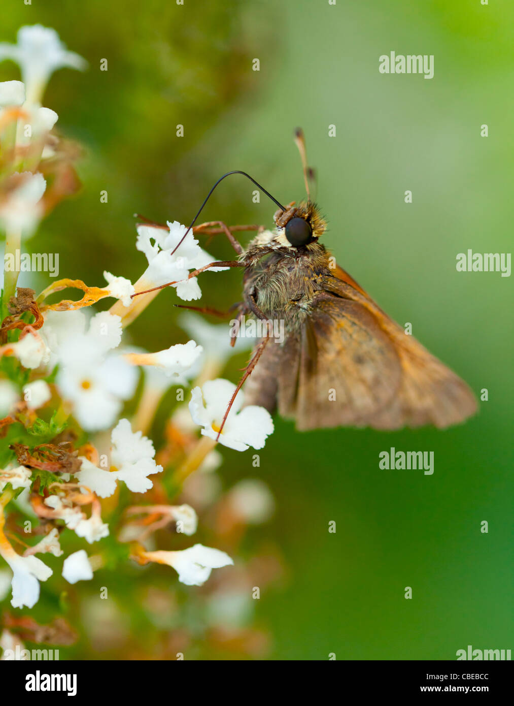 Brown Skipper High Resolution Stock Photography and Images - Alamy