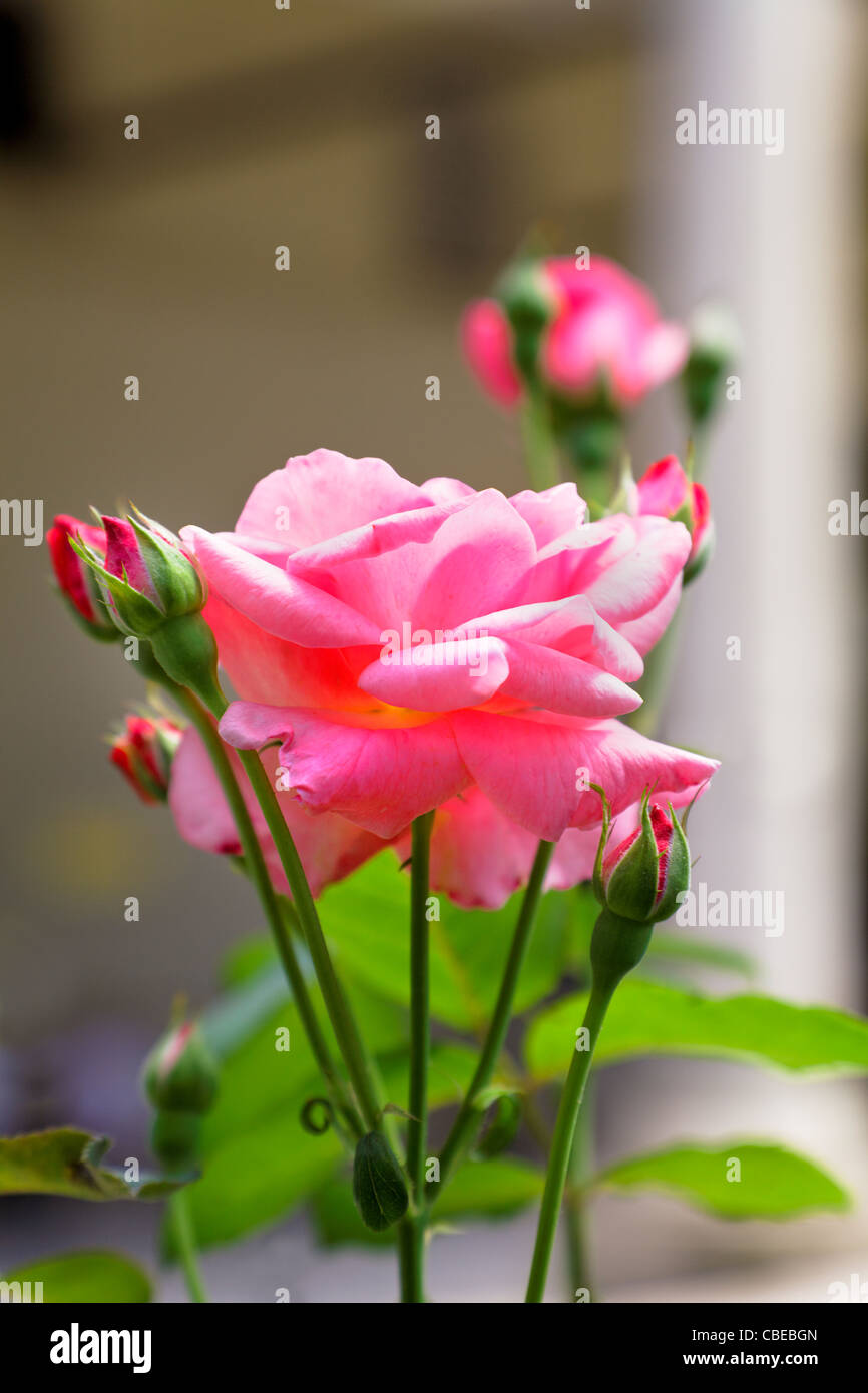vertical portrait of full bloom blooming pink rose under mid day sun ...