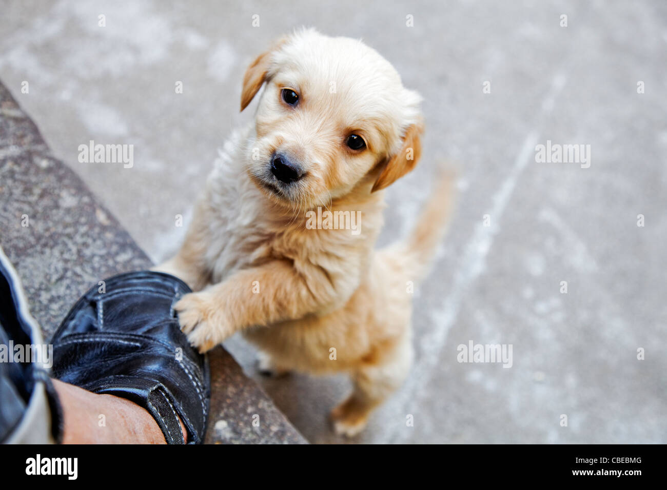 Pleading puppy hi-res stock photography and images - Alamy