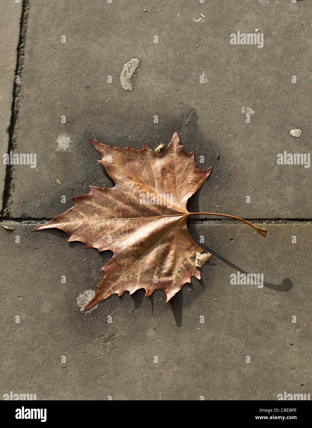 London plane leaf on pavement hi-res stock photography and images - Alamy