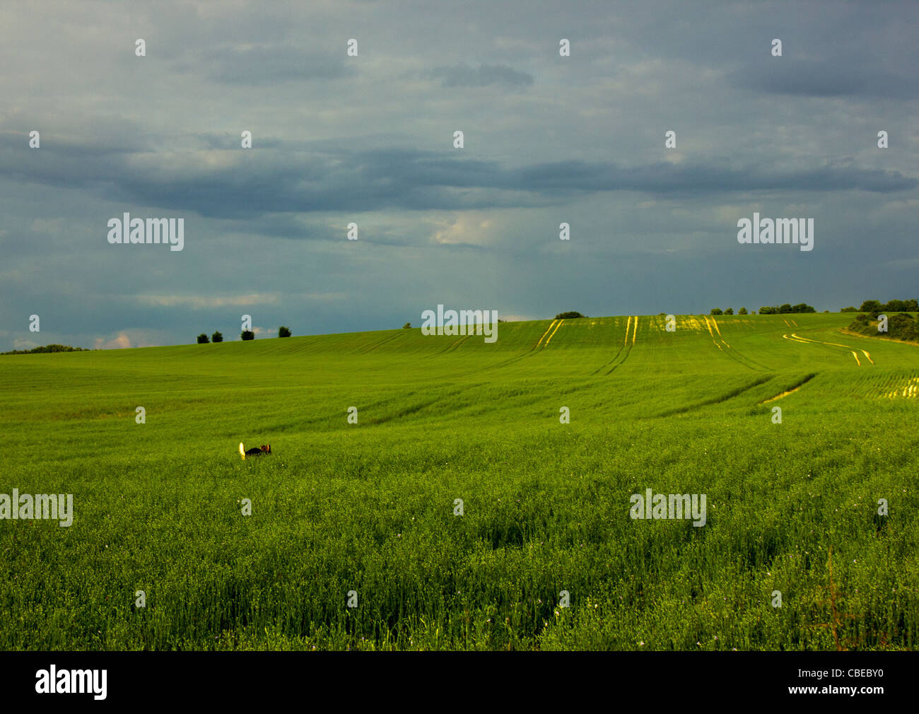 Fawn baby deer running Stock Photo - Alamy