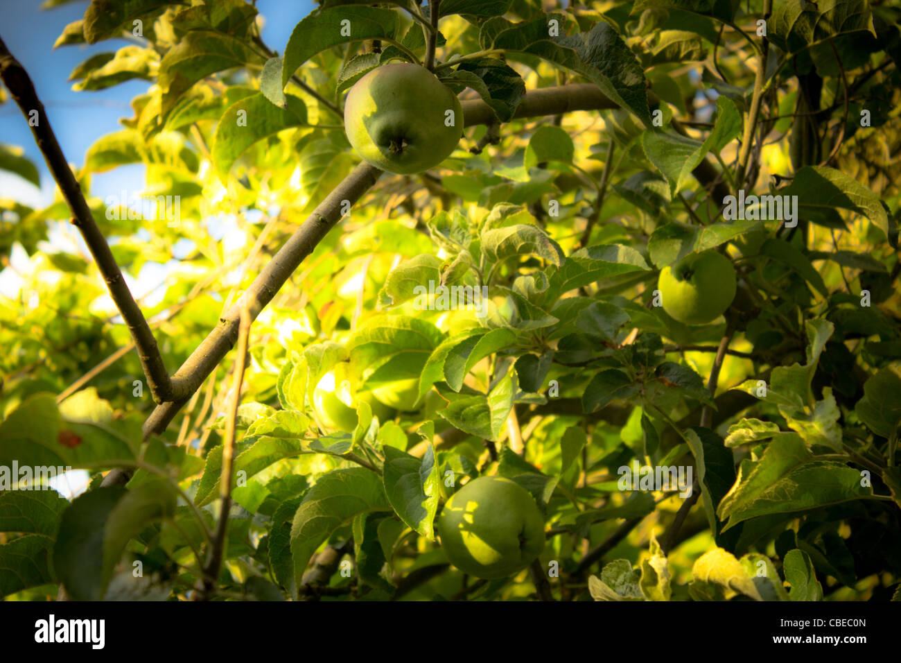 Apple tree in summer Stock Photo - Alamy