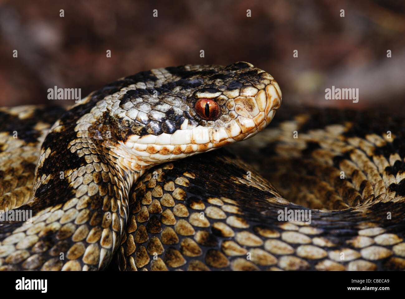 Adder species hi-res stock photography and images - Alamy