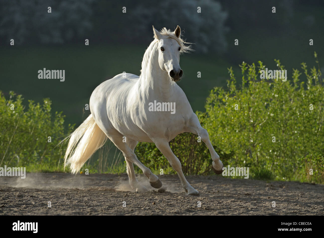 Andalusian Horse (Equus ferus caballus). Gray gelding in a gallop in a ...