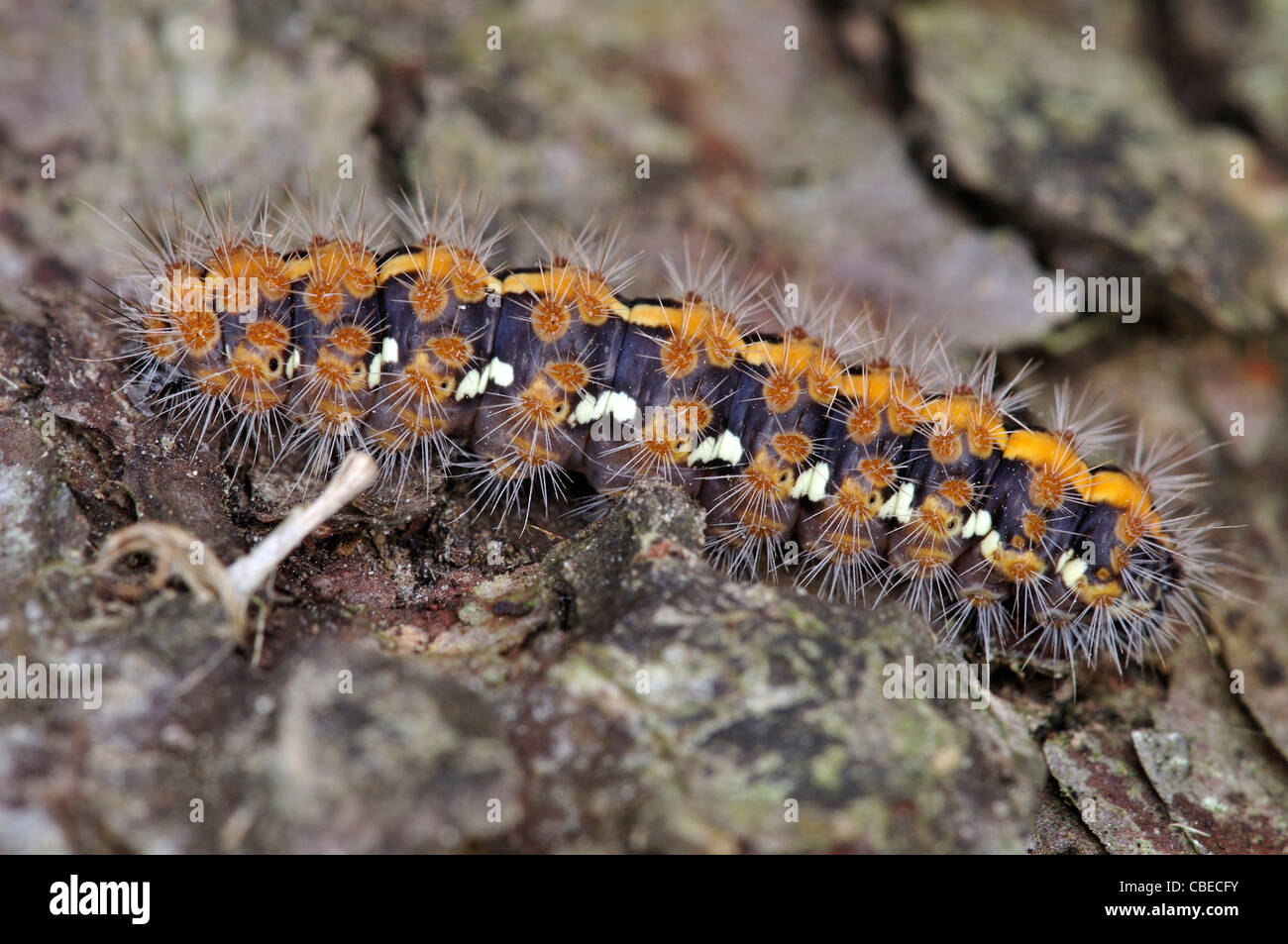 Jersey tiger moth caterpillar. Dorset, UK March 2011 Stock Photo - Alamy