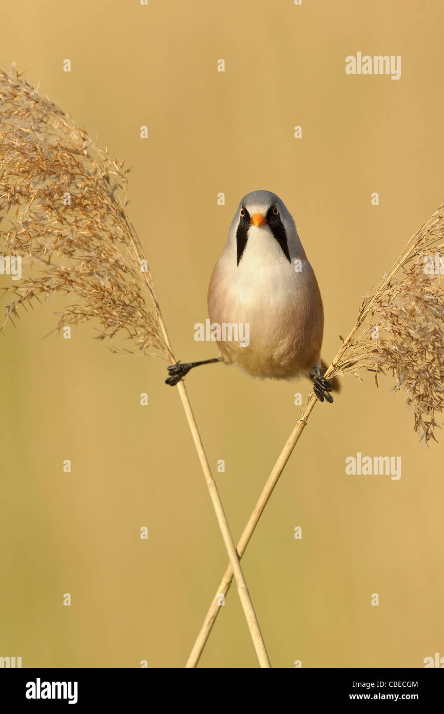 Bearded Tit, Bearded Reedling (Panurus biarmicus). Male in reedbed ...