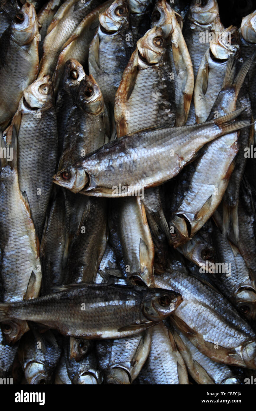 Sel fish hi-res stock photography and images - Alamy