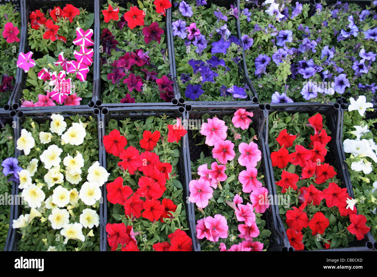 Display collection arrangement bunch hi-res stock photography and ...