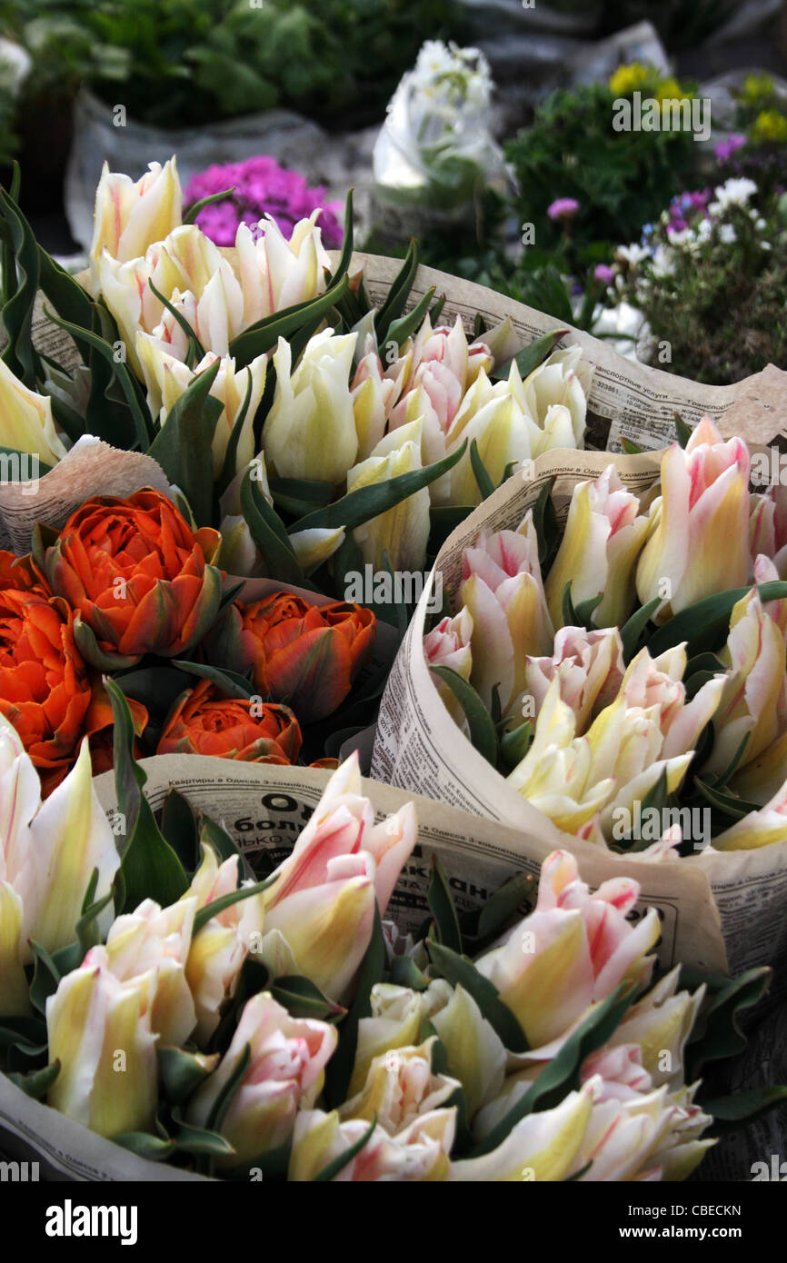 Large tulip display hi-res stock photography and images - Alamy