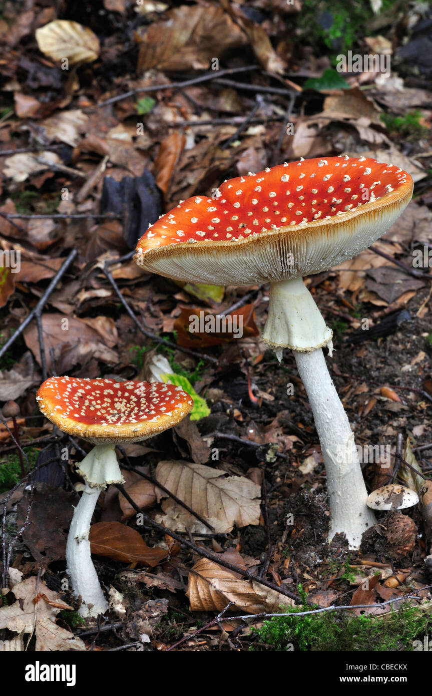 Red and white toadstools hi-res stock photography and images - Alamy
