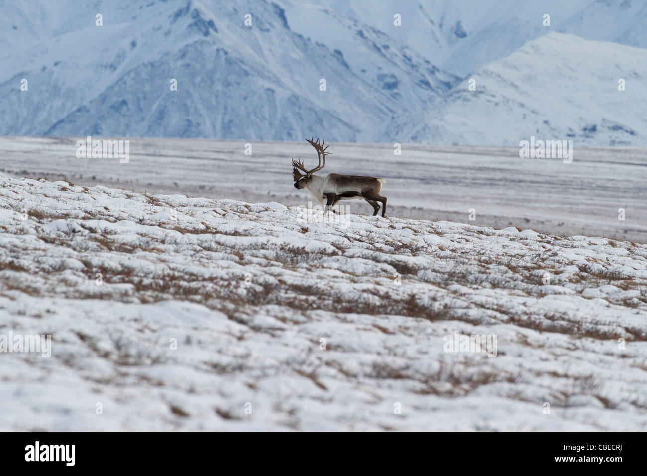 Caribou (Rangifer tarandus) bull in snow on migration south through ...