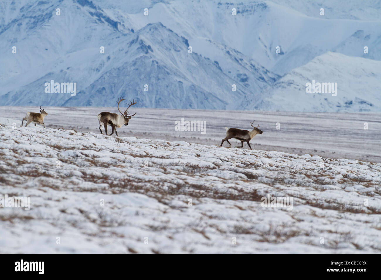 Caribou (Rangifer tarandus) bull with female and calf on migration ...
