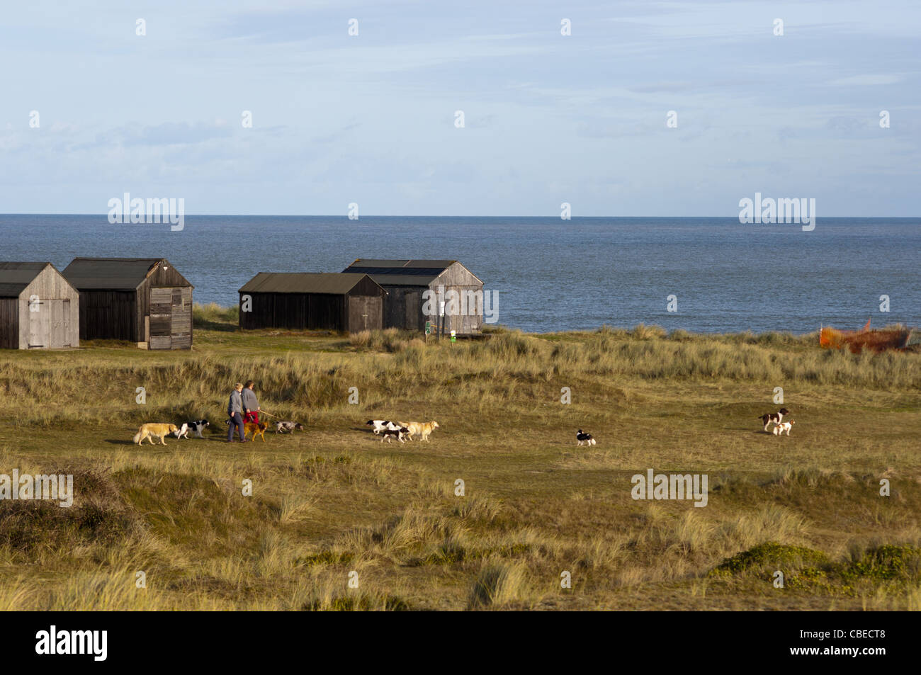 Women walking lots of dogs on beach Stock Photo - Alamy