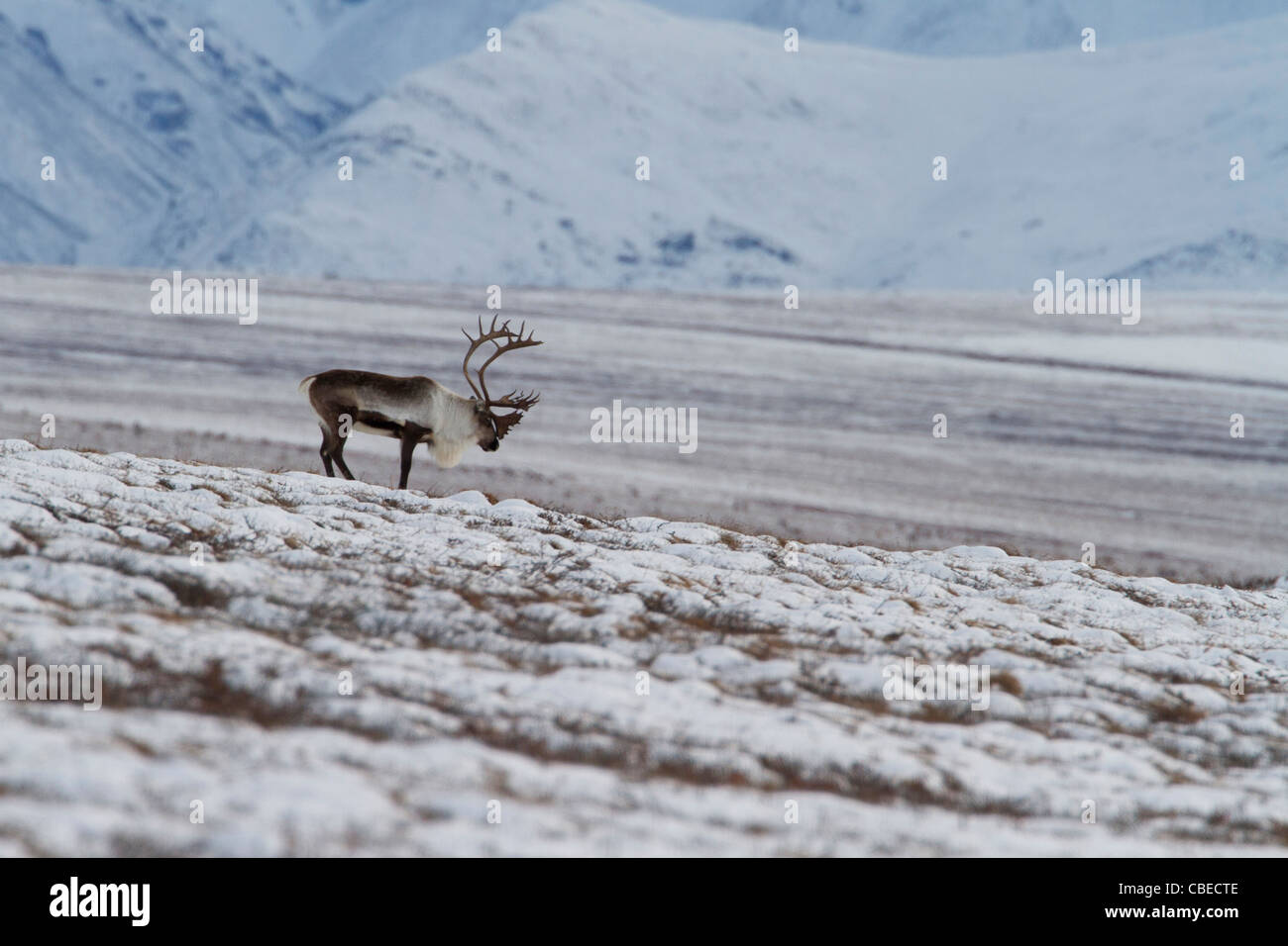 Caribou (Rangifer tarandus) bull in snow on migration south through ...