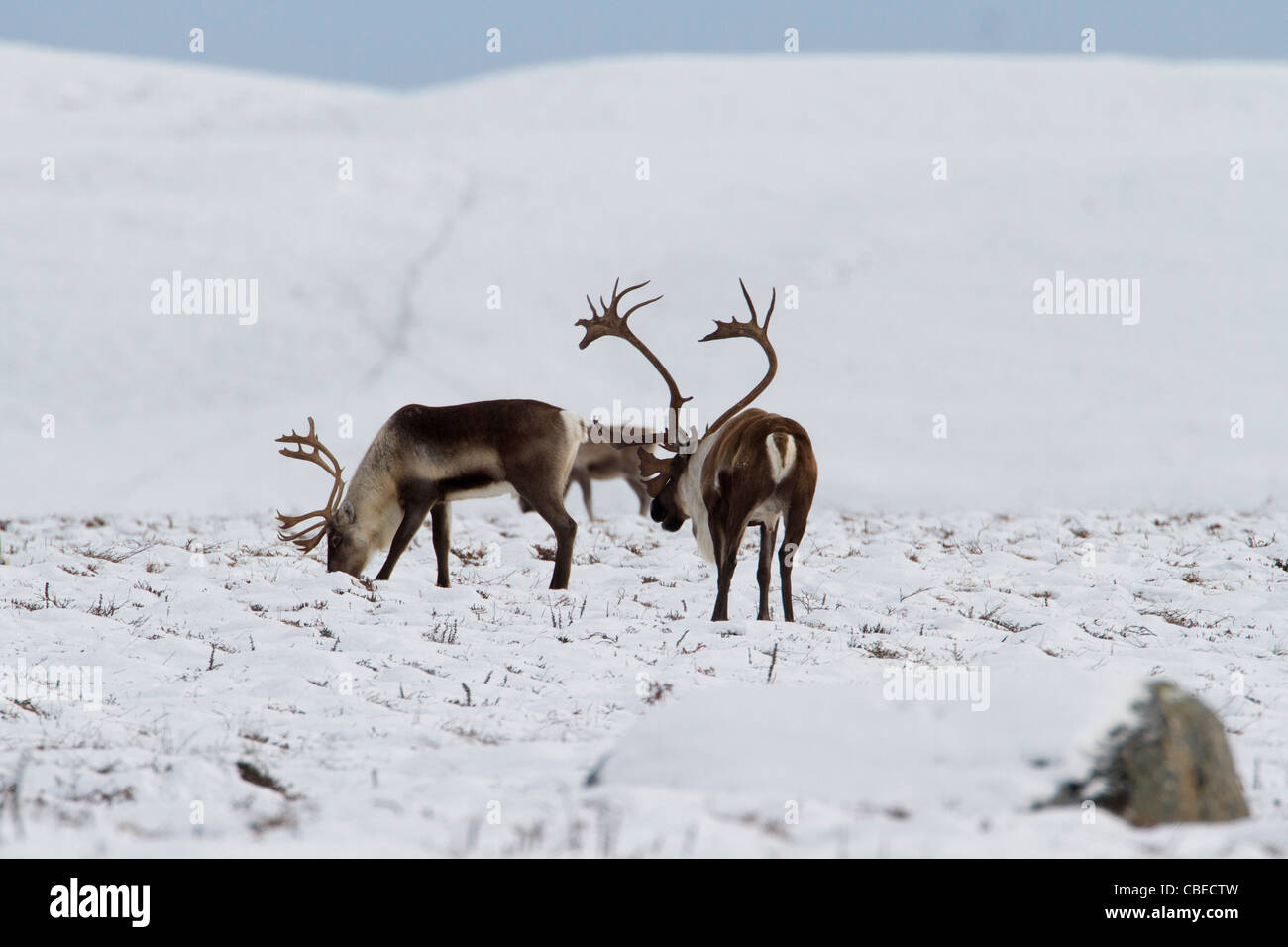 Female caribou hi-res stock photography and images - Alamy