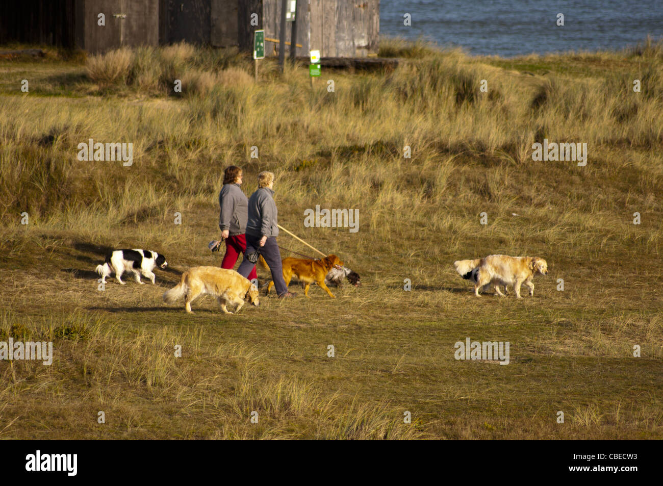 Women walking lots of dogs on beach Stock Photo - Alamy