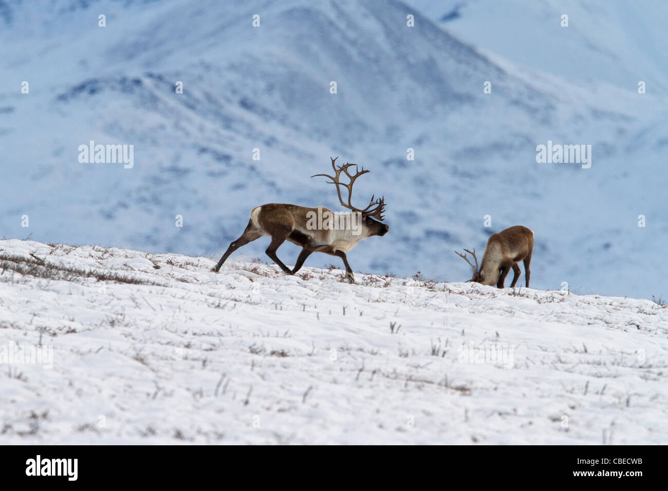 Caribou (Rangifer tarandus) bull & female in snow on migration south ...
