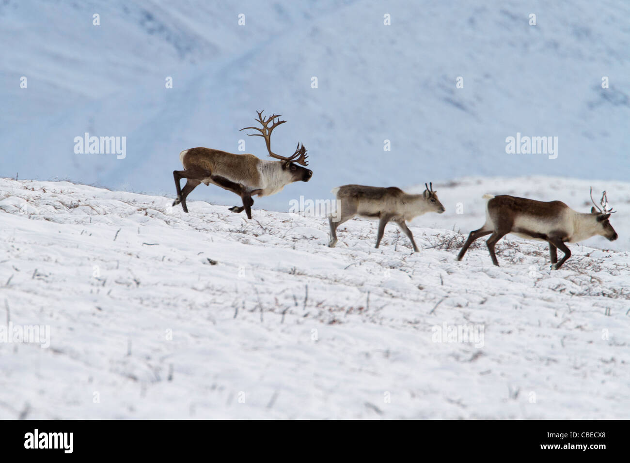 Caribou (Rangifer tarandus) bull with female & calf on migration south ...