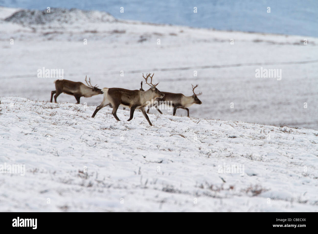 Caribou (Rangifer tarandus) bull & females in snow on migration south ...