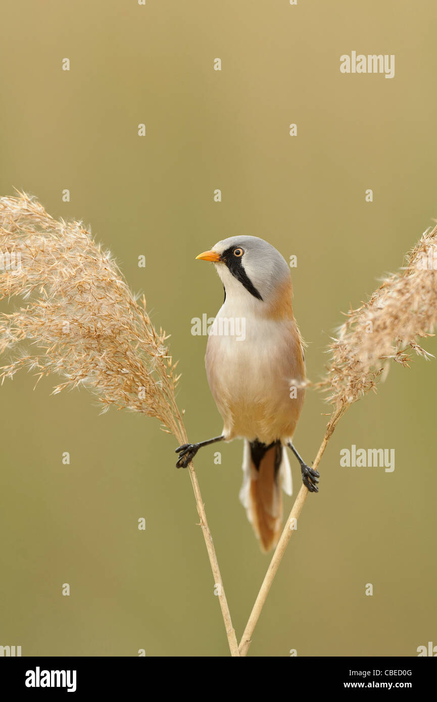 Bearded Tit, Bearded Reedling (Panurus biarmicus). Male in reedbed ...