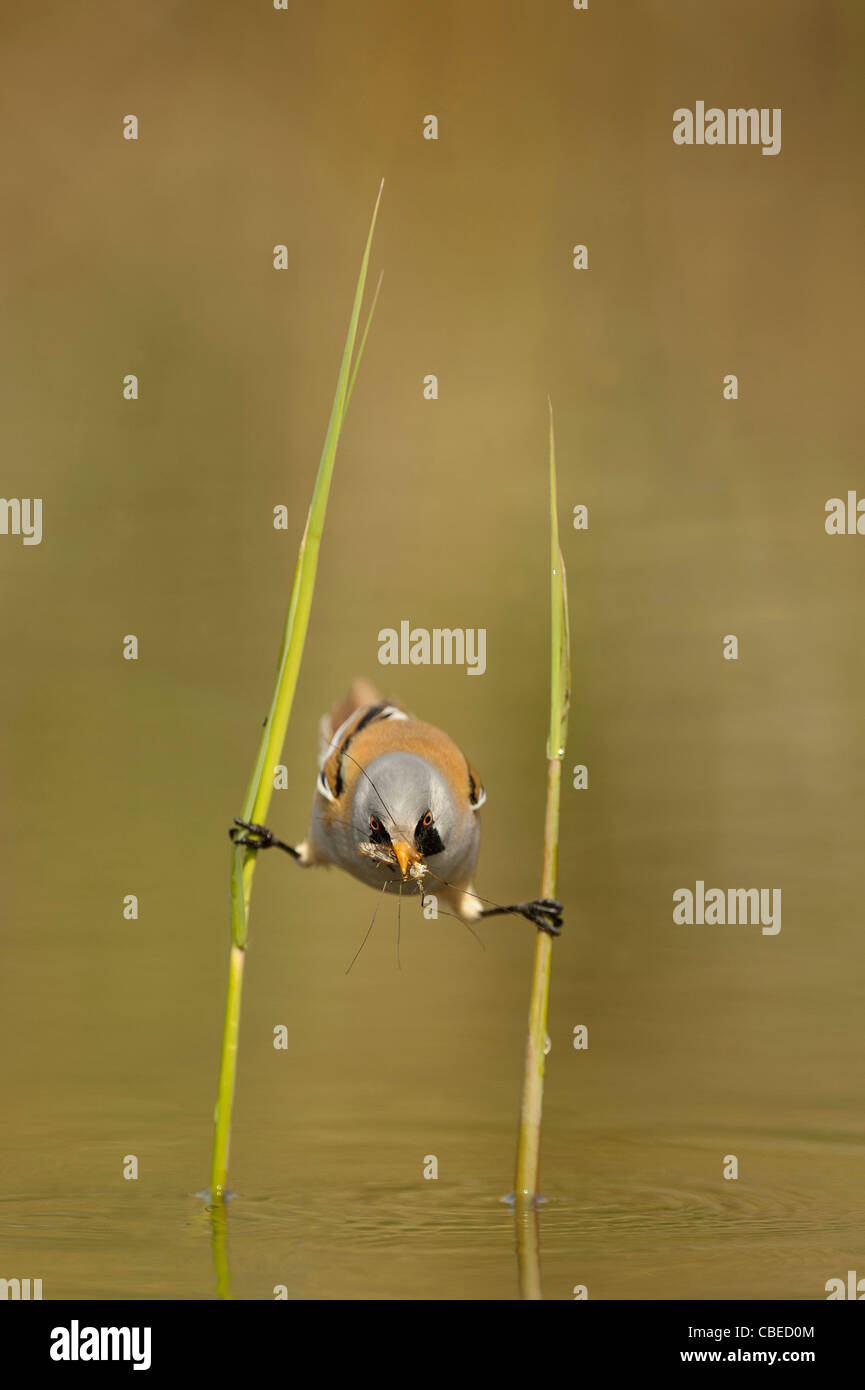 Bearded Tit, Bearded Reedling (Panurus biarmicus). Male with cranefly ...