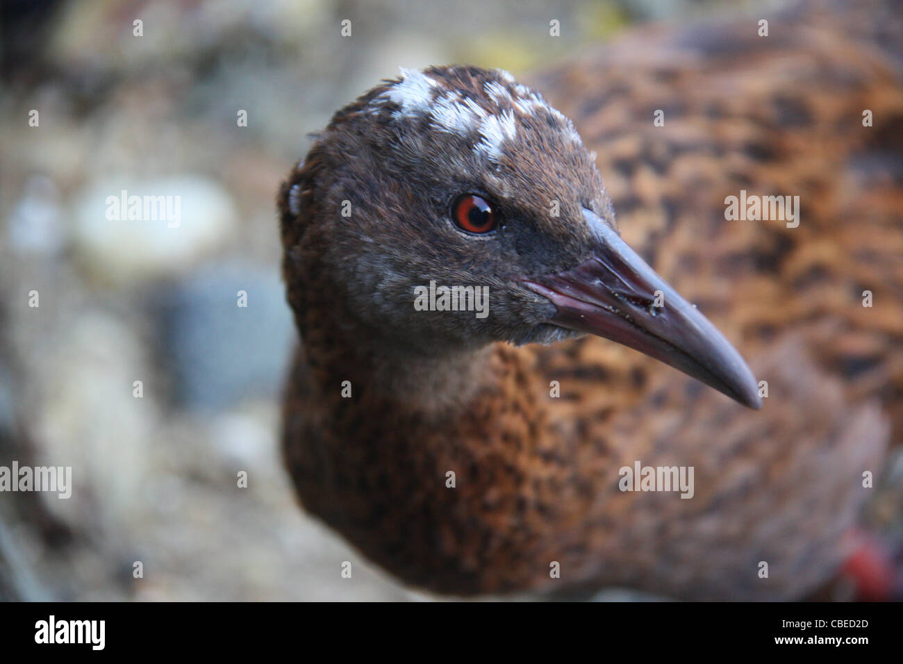 Weka new zealand hi-res stock photography and images - Alamy