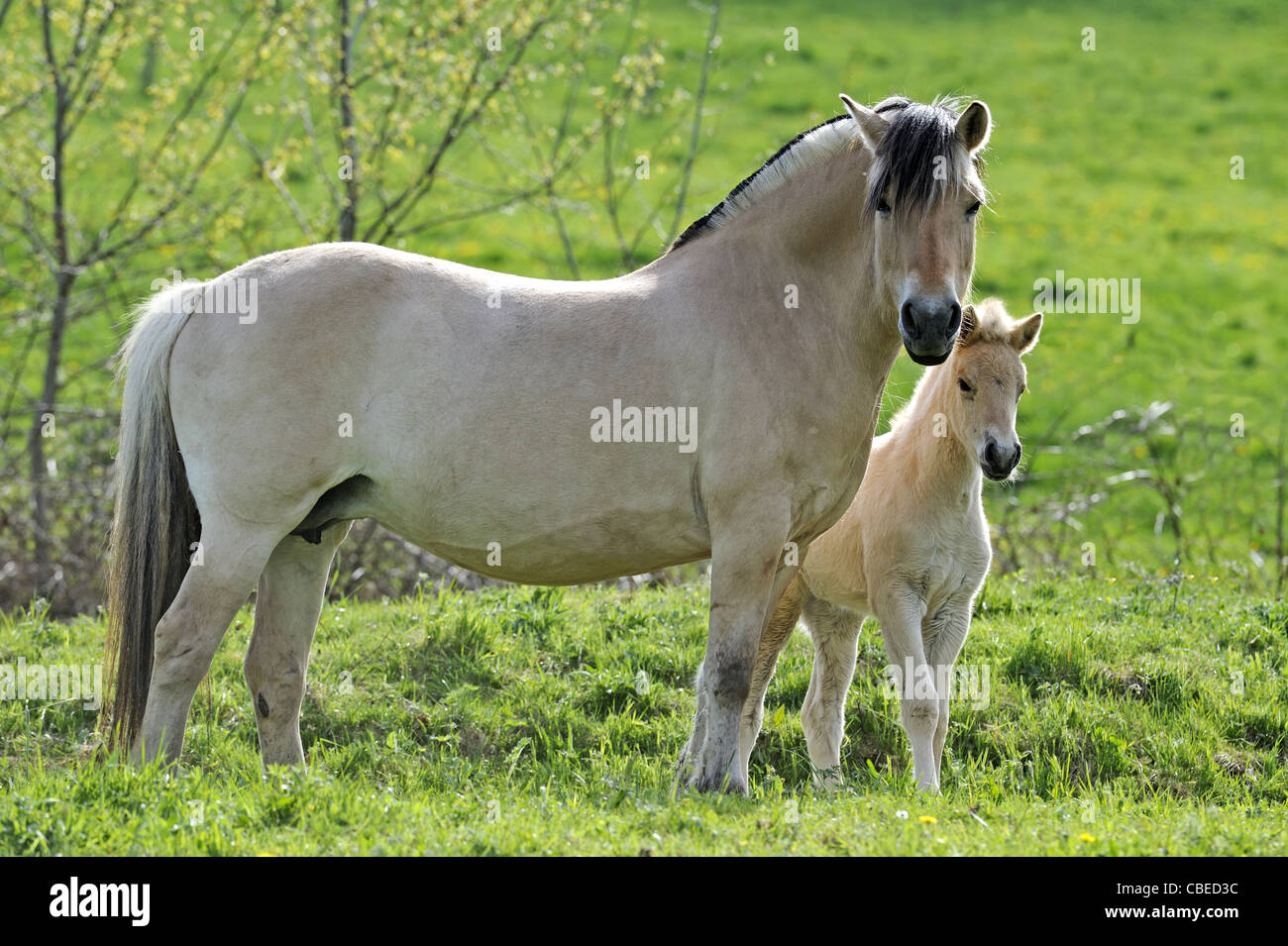 Norwegian Fjord Horse (Equus ferus caballus). Mare with foal standing ...