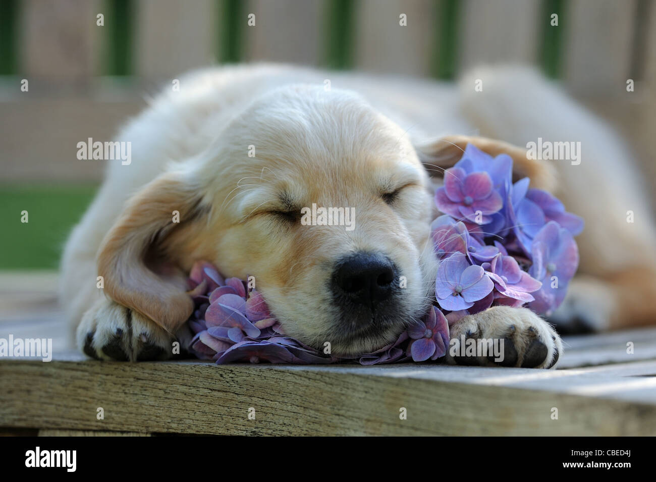 Golden Retriever (Canis lupus familiaris). Puppy sleeping on a blue ...
