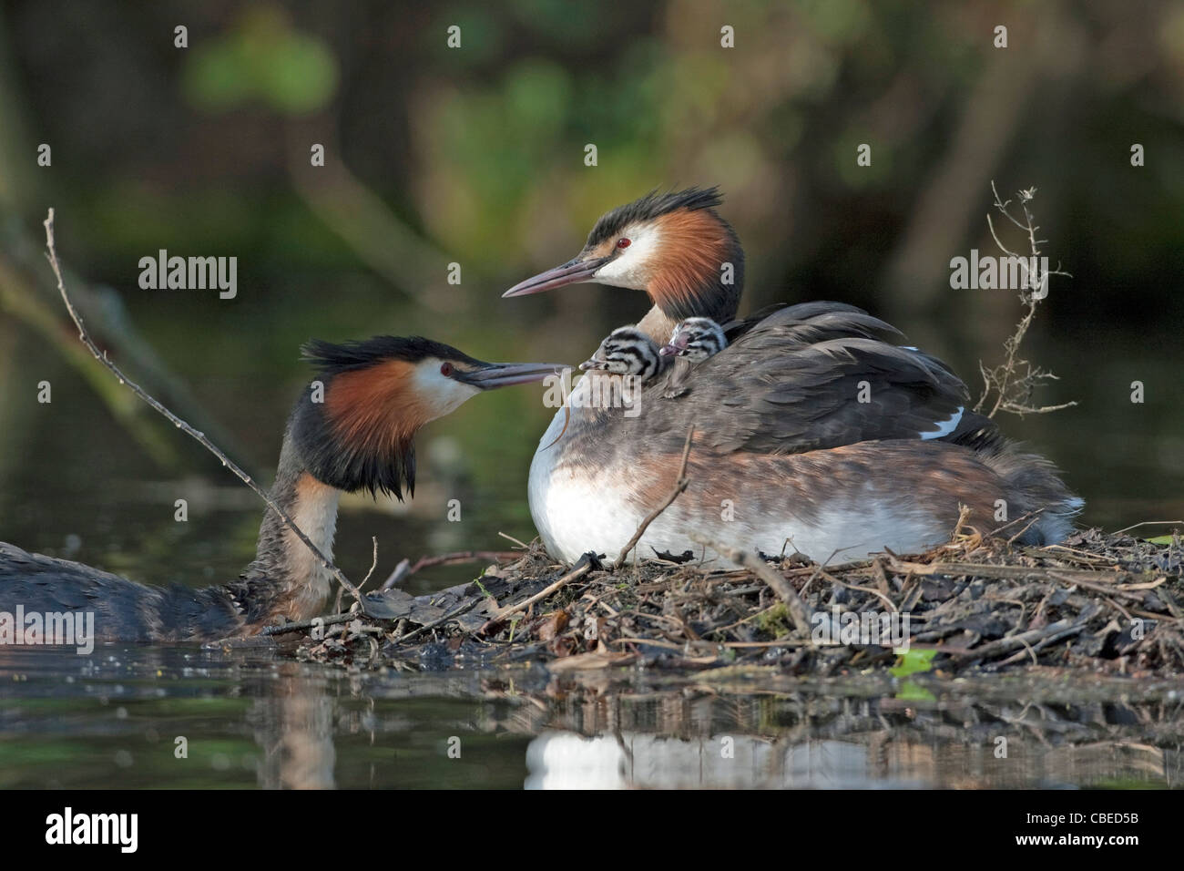 Great Crested Grebe (Podiceps cristatus). Adult feeding chicks on the ...