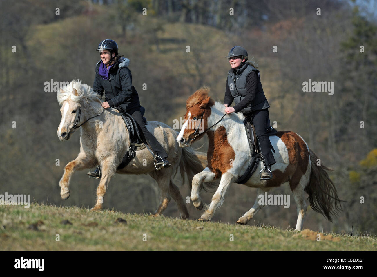 Icelandic Horse (Equus ferus caballus). Two girls riding up a hill ...