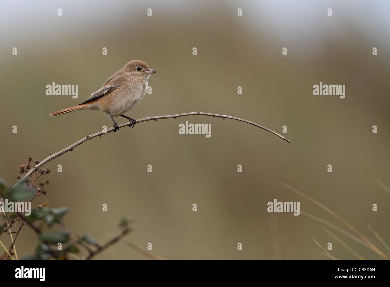 Isabelline Shrike (Lanius isabellinu isabellinus Stock Photo - Alamy