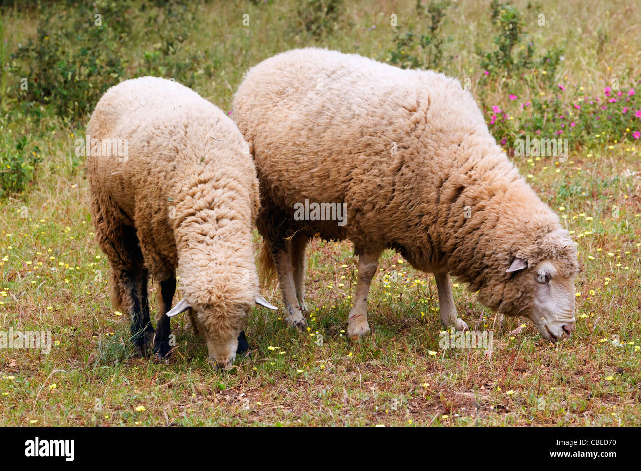 Spain sheep sheep hi-res stock photography and images - Alamy