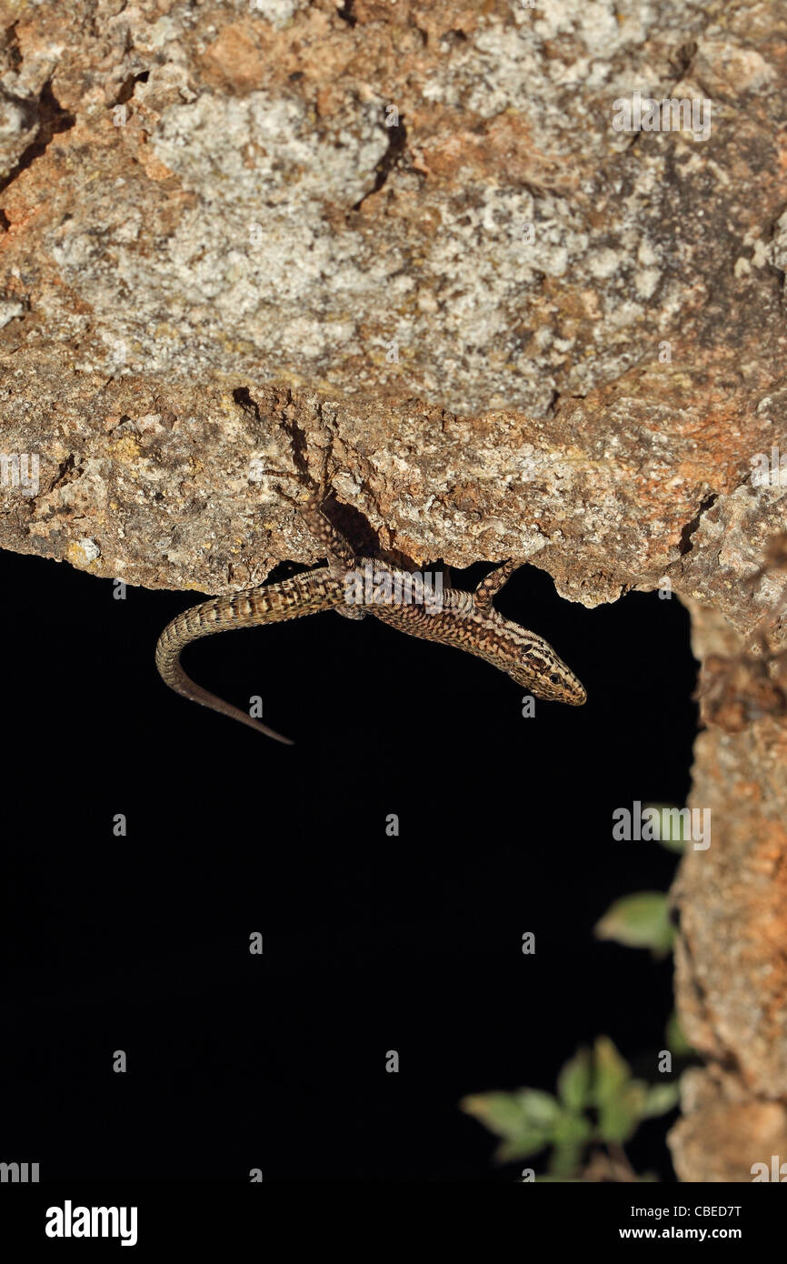 Common wall lizards podarcis muralis hi-res stock photography and ...