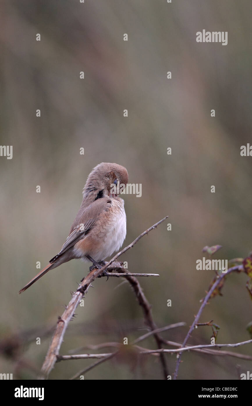 Isabelline Shrike (Lanius isabellinu isabellinus Stock Photo - Alamy