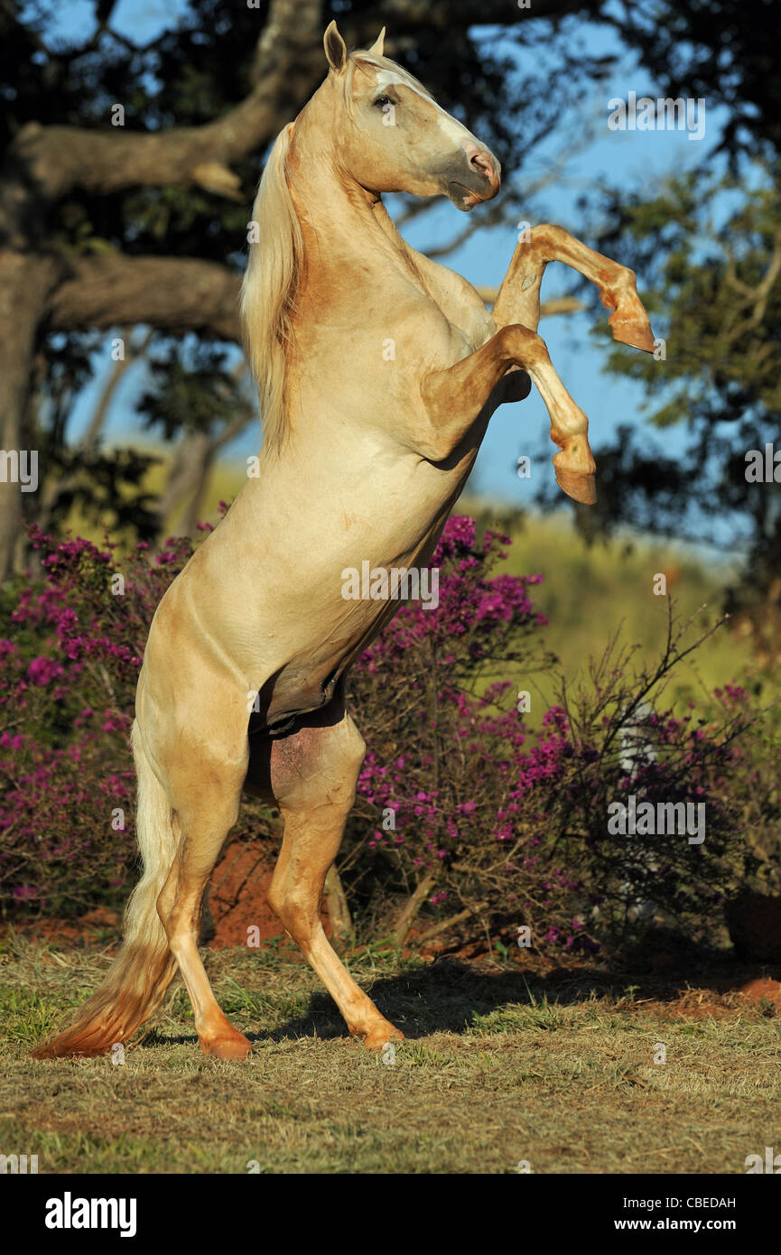 Palomino Horse Rearing