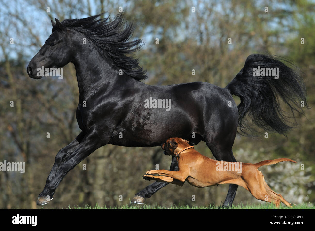 Morgan Harse (Equus ferus caballus). Black stallion in a gallop on a ...