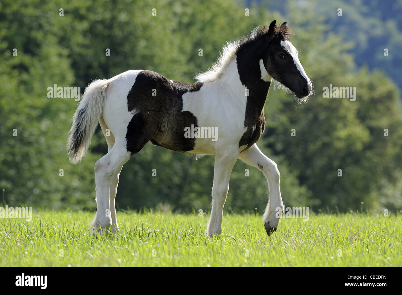 Gypsy Vanner Horse (Equus ferus caballus), foal walking on a meadow ...