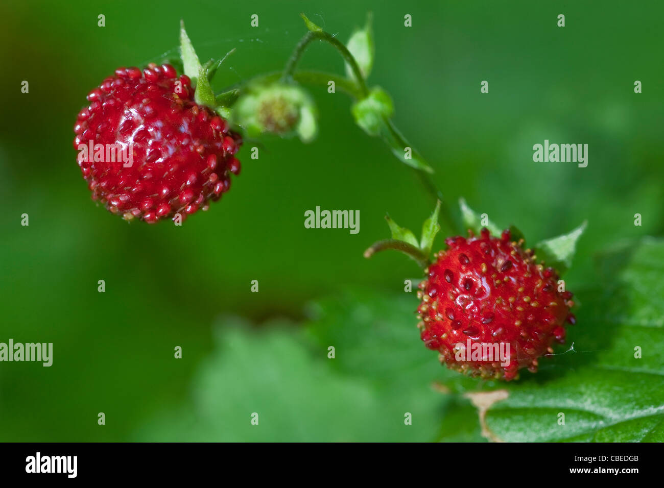 Wild Strawberry, Alpine Strawberry (Fragaria vesca), ripe berries Stock ...