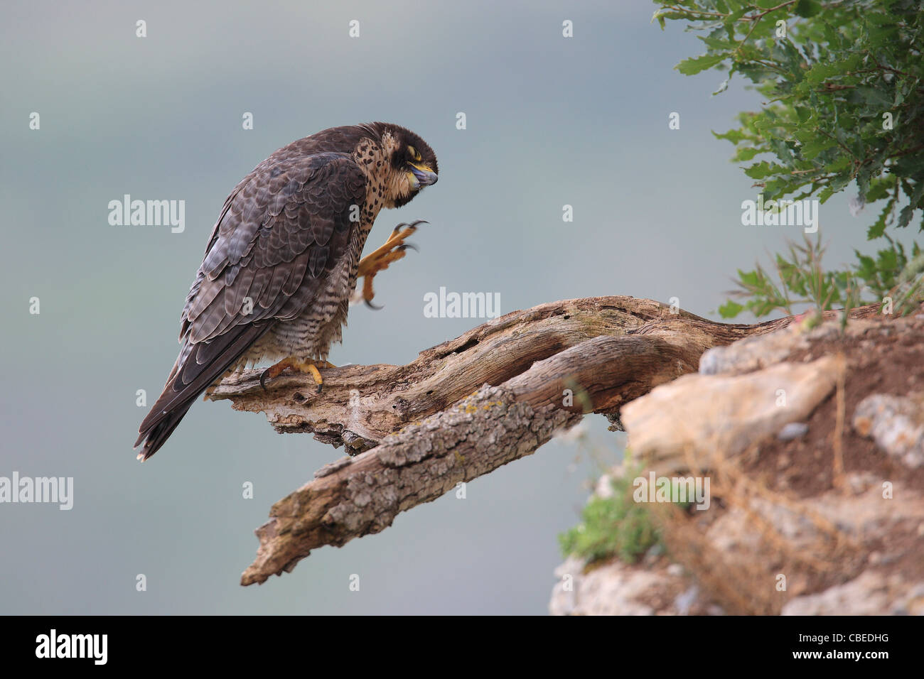 Peregrine Falcon (Falco peregrinus) standing on a broken off branch ...
