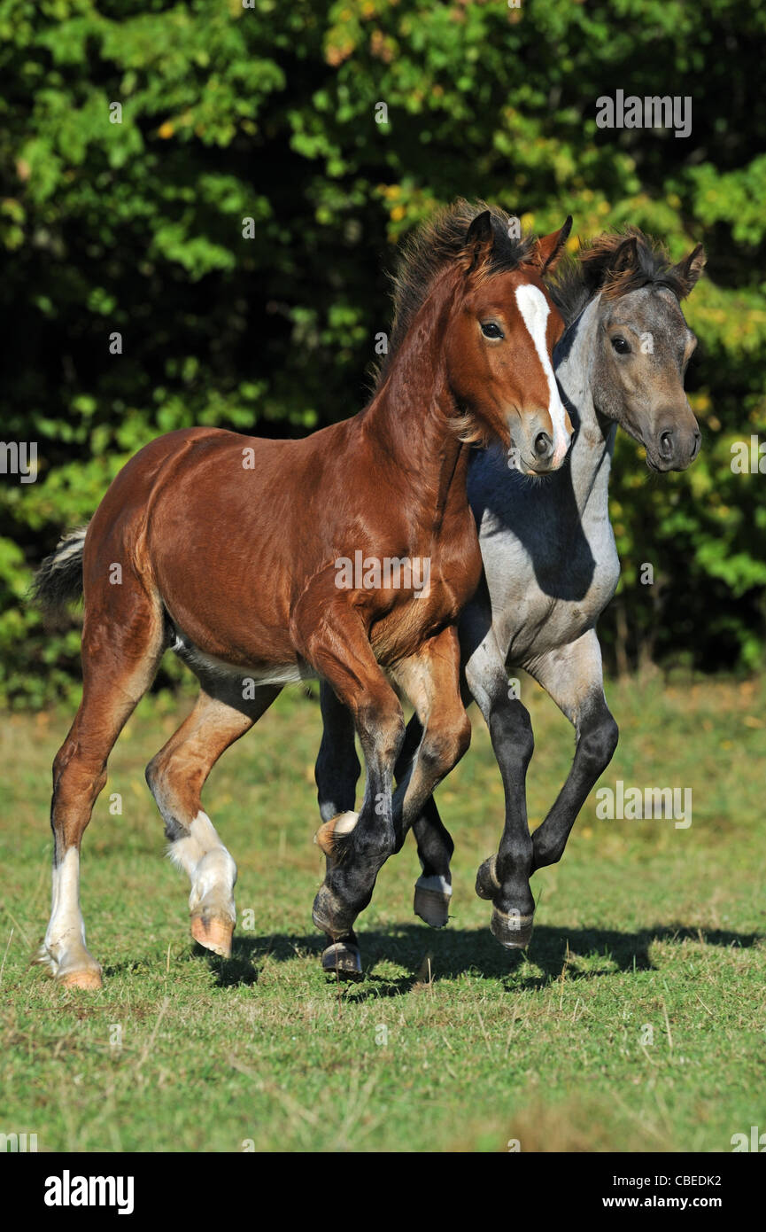 Pony horse foal gallop hi-res stock photography and images - Alamy