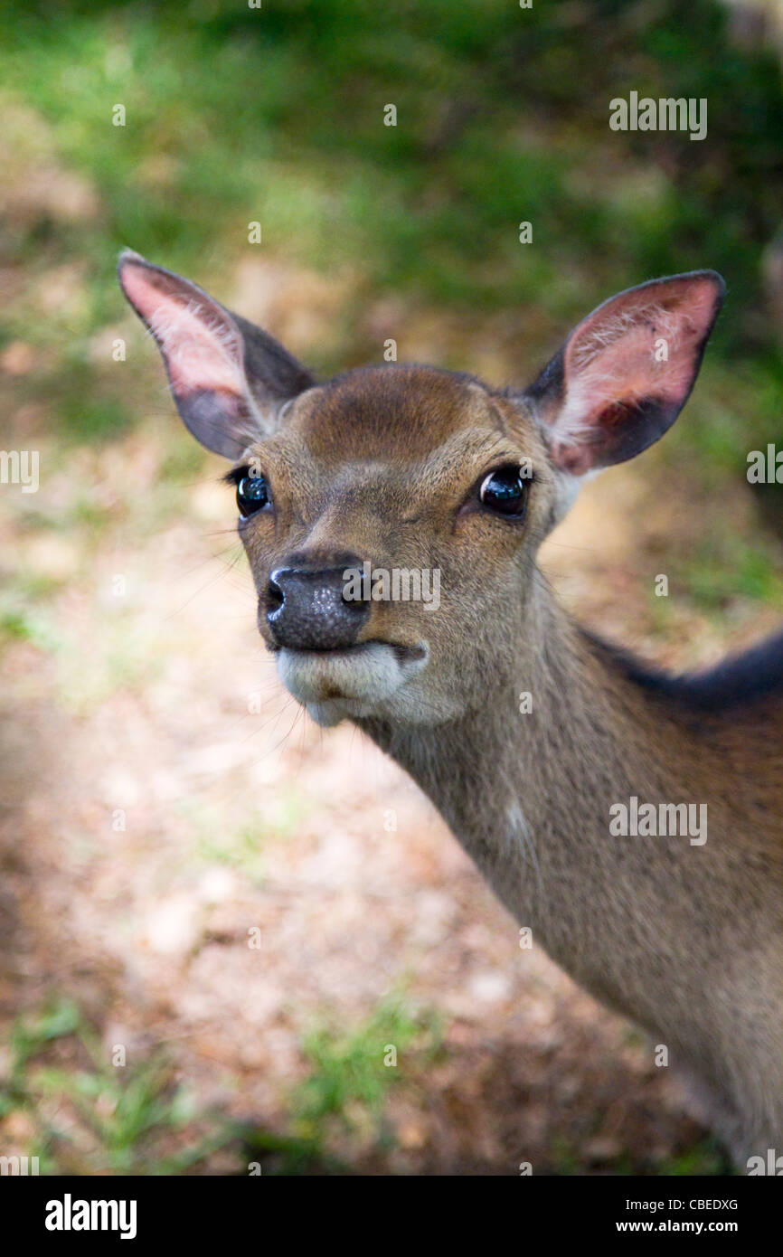 Young deer staring with background of green leaves Stock Photo - Alamy